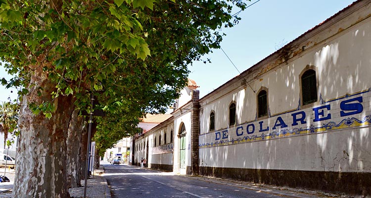 2 – Discovering the sandy soil vineyards and the DOC Colares Wine ...